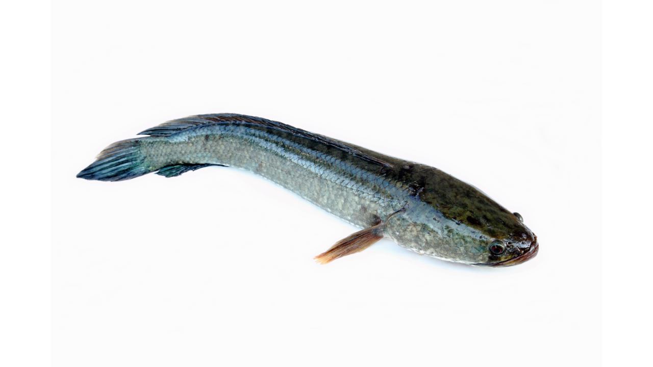 11 Manfaat Ikan Gabus untuk Kesehatan - Tirta Medical