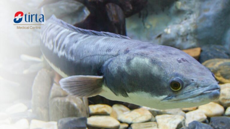 11 Manfaat Ikan Gabus untuk Kesehatan - Tirta Medical