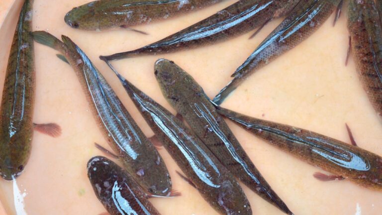 11 Manfaat Ikan Gabus untuk Kesehatan - Tirta Medical