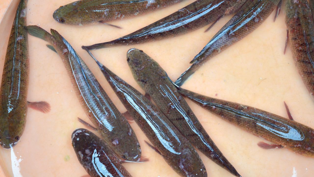 11 Manfaat Ikan Gabus untuk Kesehatan - Tirta Medical