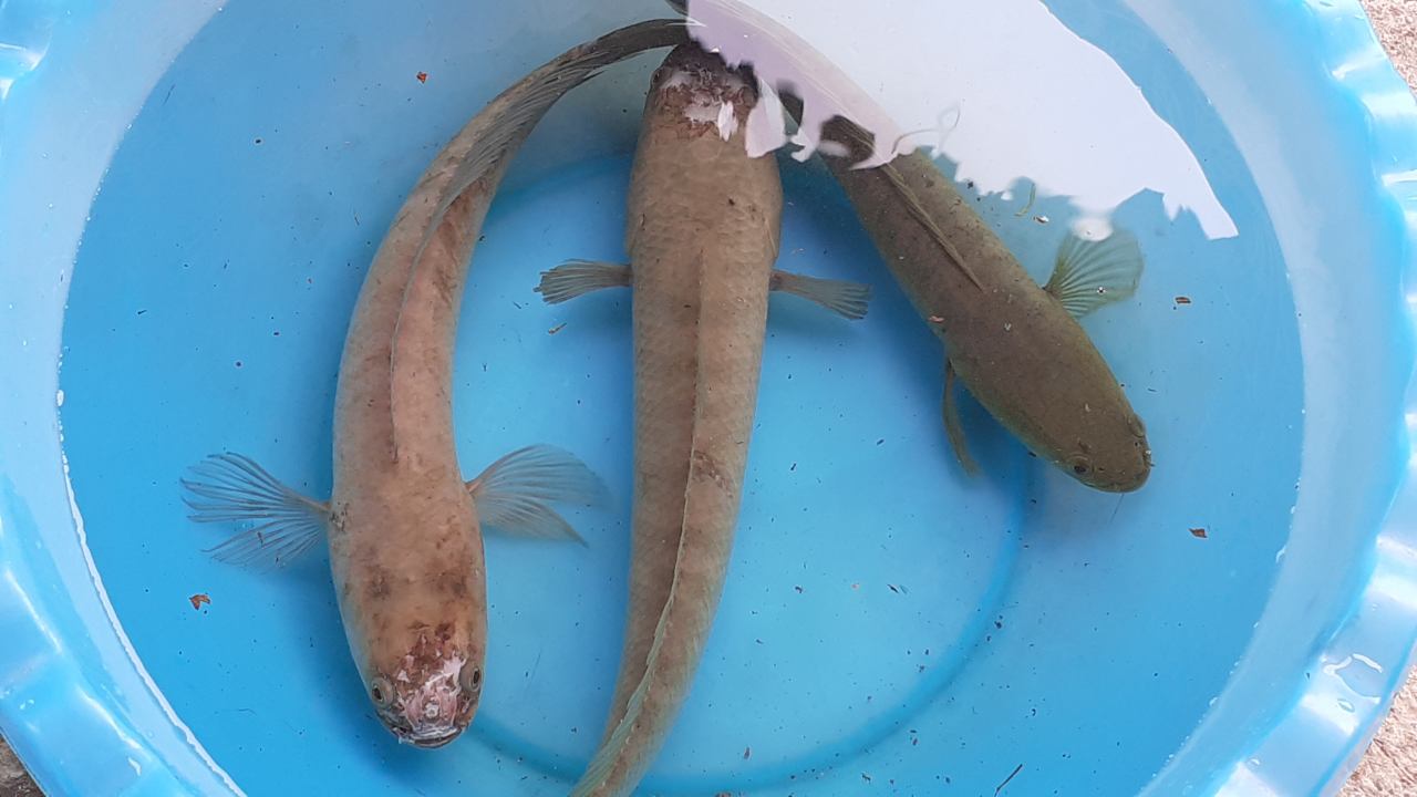 11 Manfaat Ikan Gabus untuk Kesehatan - Tirta Medical